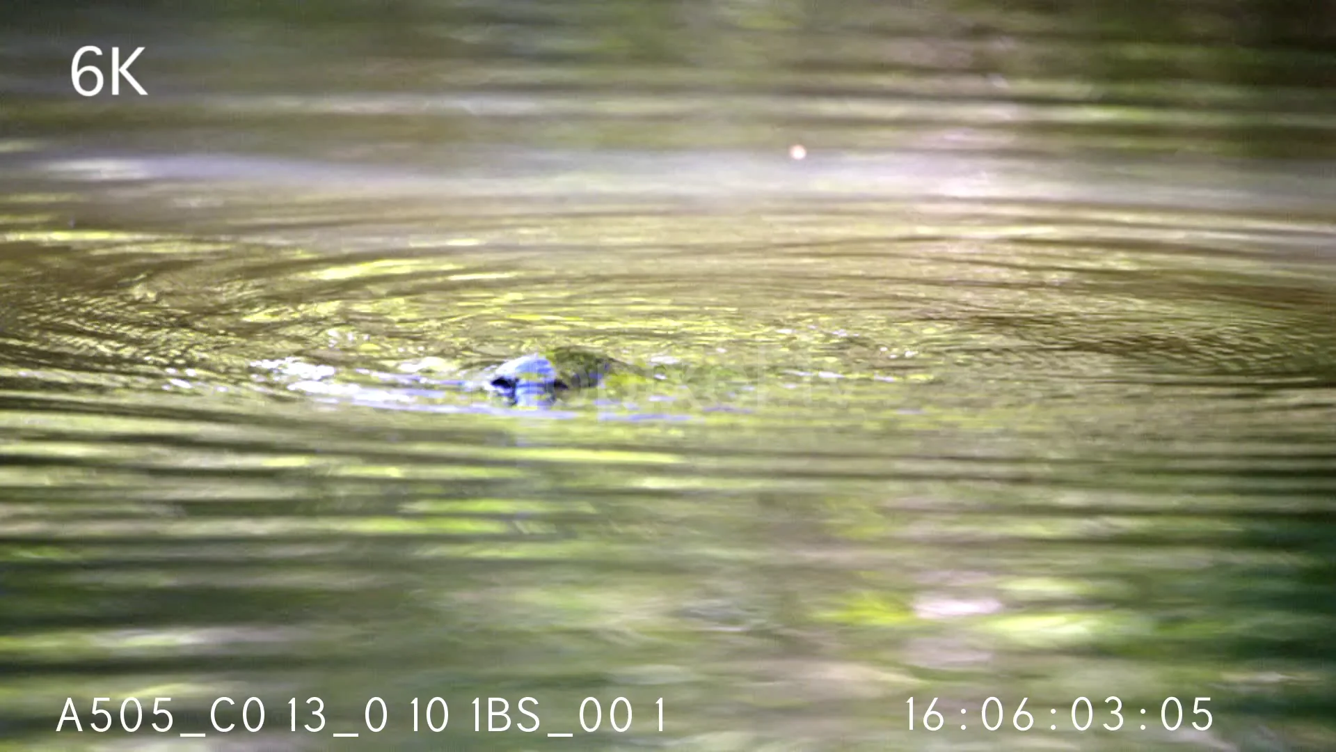 Freshwater Streams and Rivers - Platypus swimming in creek 6K on Vimeo