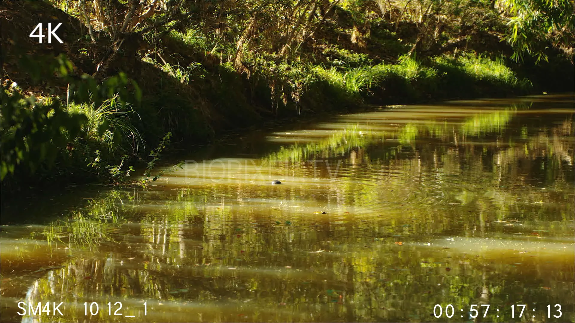 Freshwater Streams and Rivers - Platypus swimming up creek Wide Angle ...