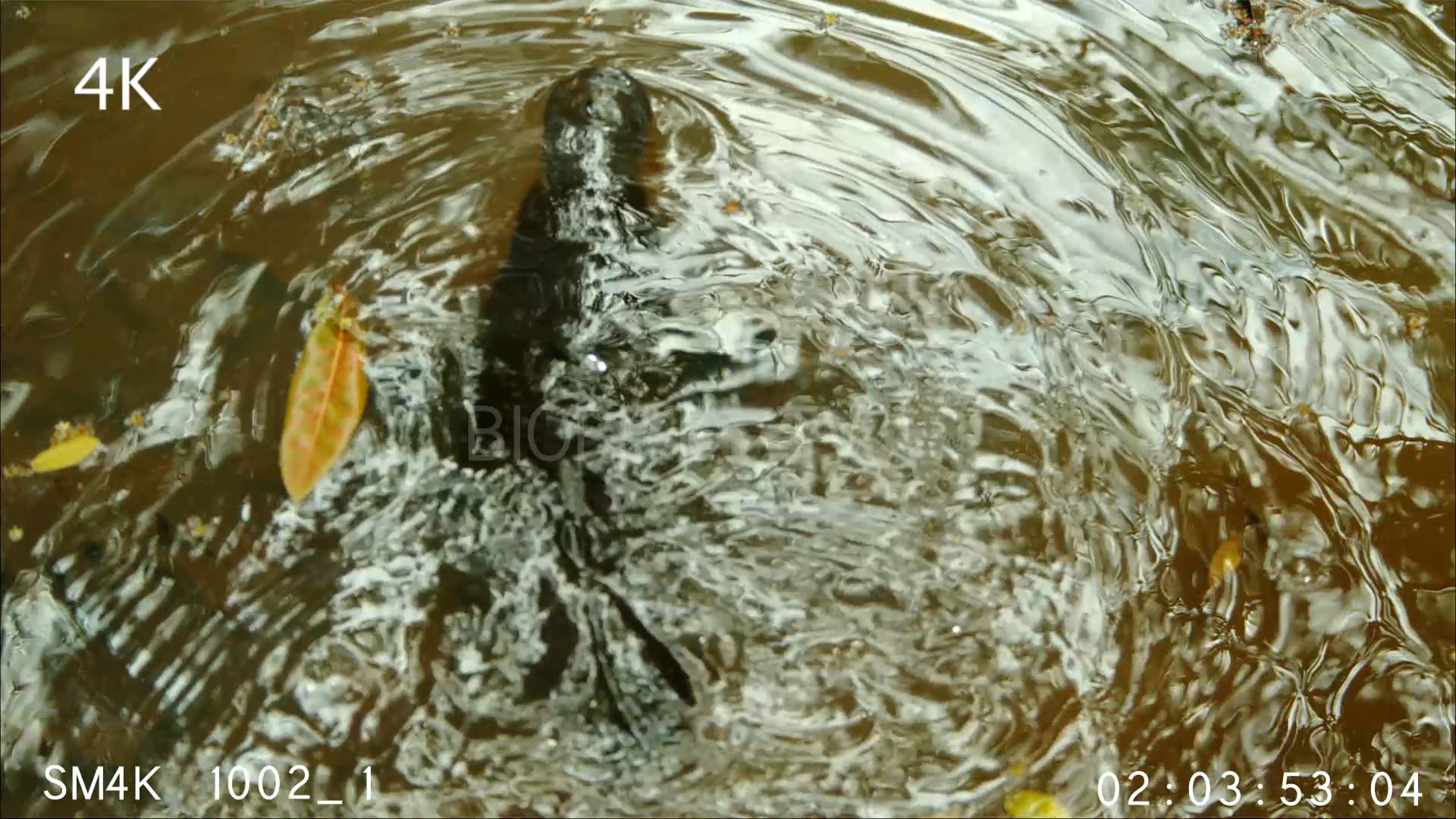 Freshwater Streams and Rivers - Platypus swimming and diving slow ...