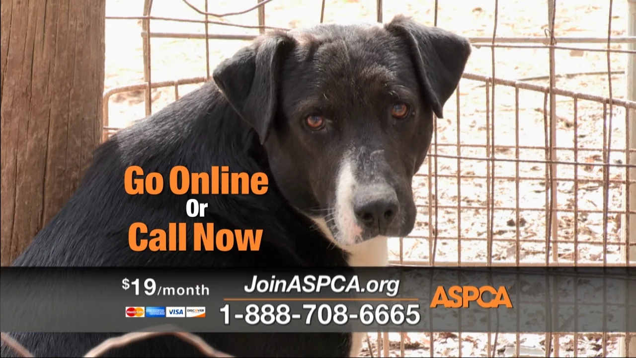 ASPCA SEASON 2018 PACKAGE - 3M Season 18 - LC on Vimeo