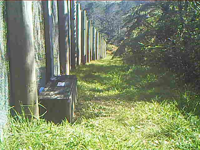 Weasel at ZEALANDIA — Science Learning Hub