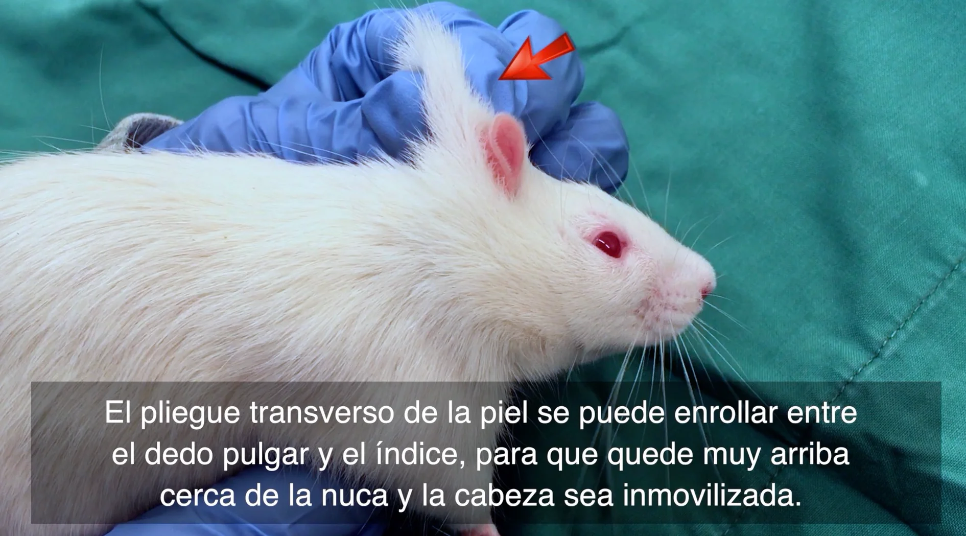 Refinamiento de la técnica de scruffing