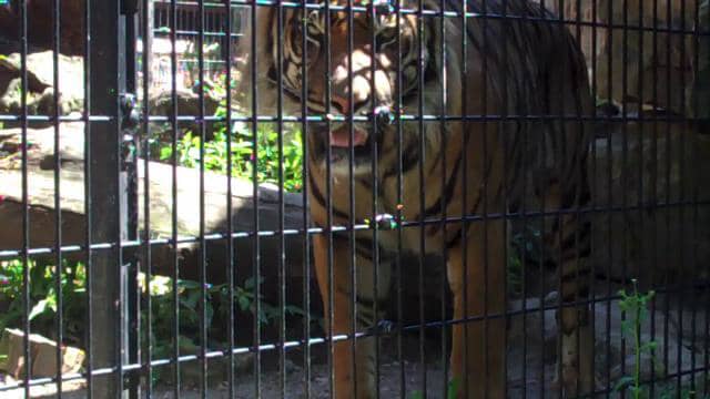 Kansas City Zoo Tigers on Vimeo