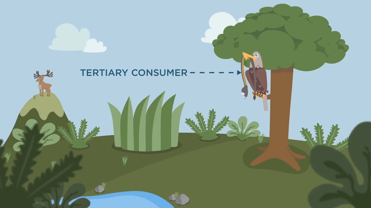 What Is A Food Chain - The Dr. Binocs Show - Educational Videos For ...