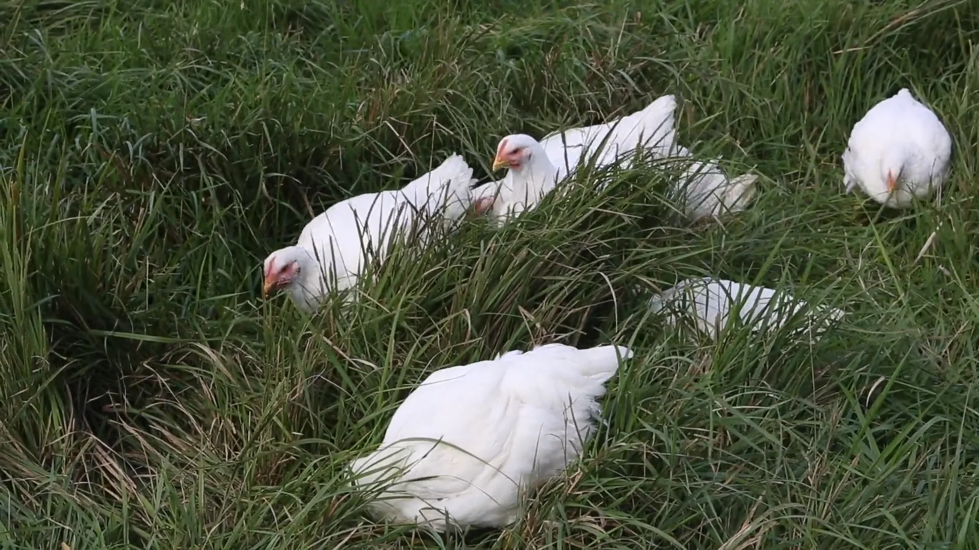 Cornish Cross and Red Rangers on Vimeo