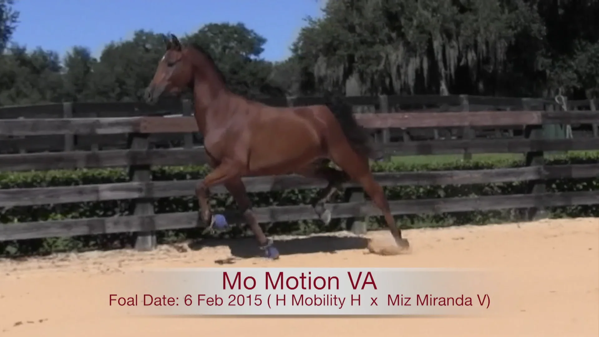 Mo Motion VA_2018 on Vimeo