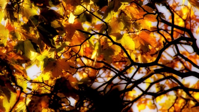 Wind Autumn Leaves - Free video on Pixabay