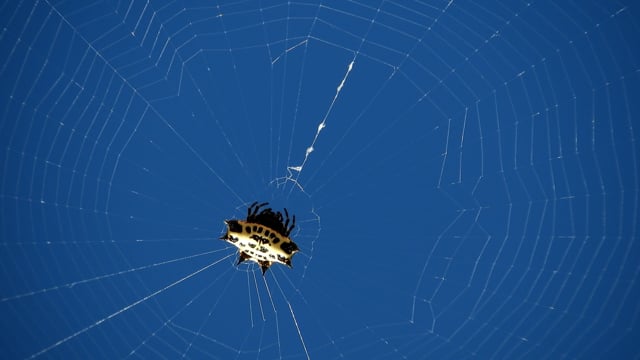 Spider Web Videos: Download 1,022+ Free 4K & HD Stock Footage Clips ...