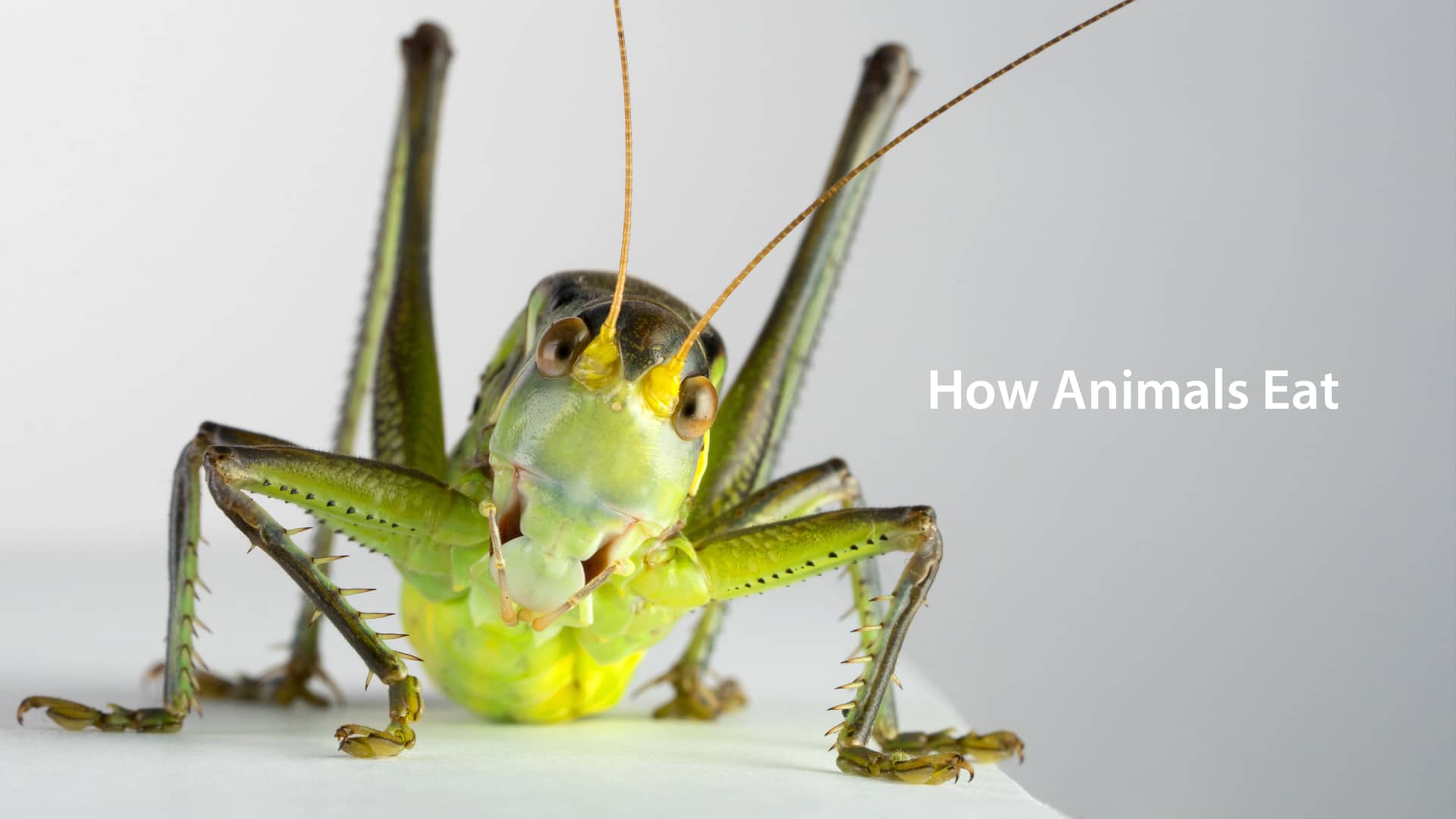 How Animals Eat on Vimeo