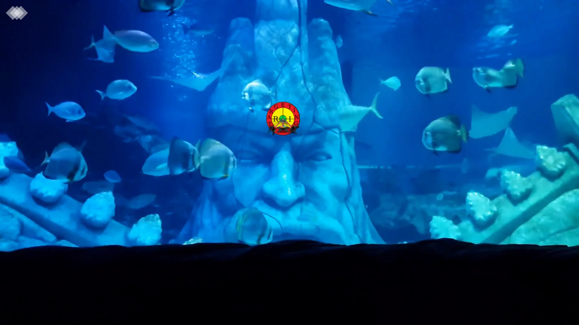 fish-tank on Vimeo