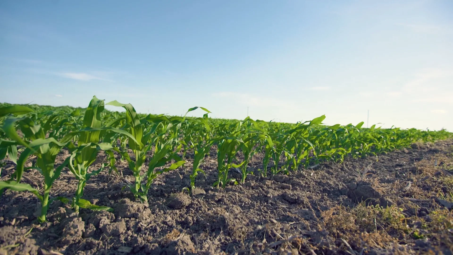 Introducing the F2F Genetics Network: Farmers First® Seed on Vimeo