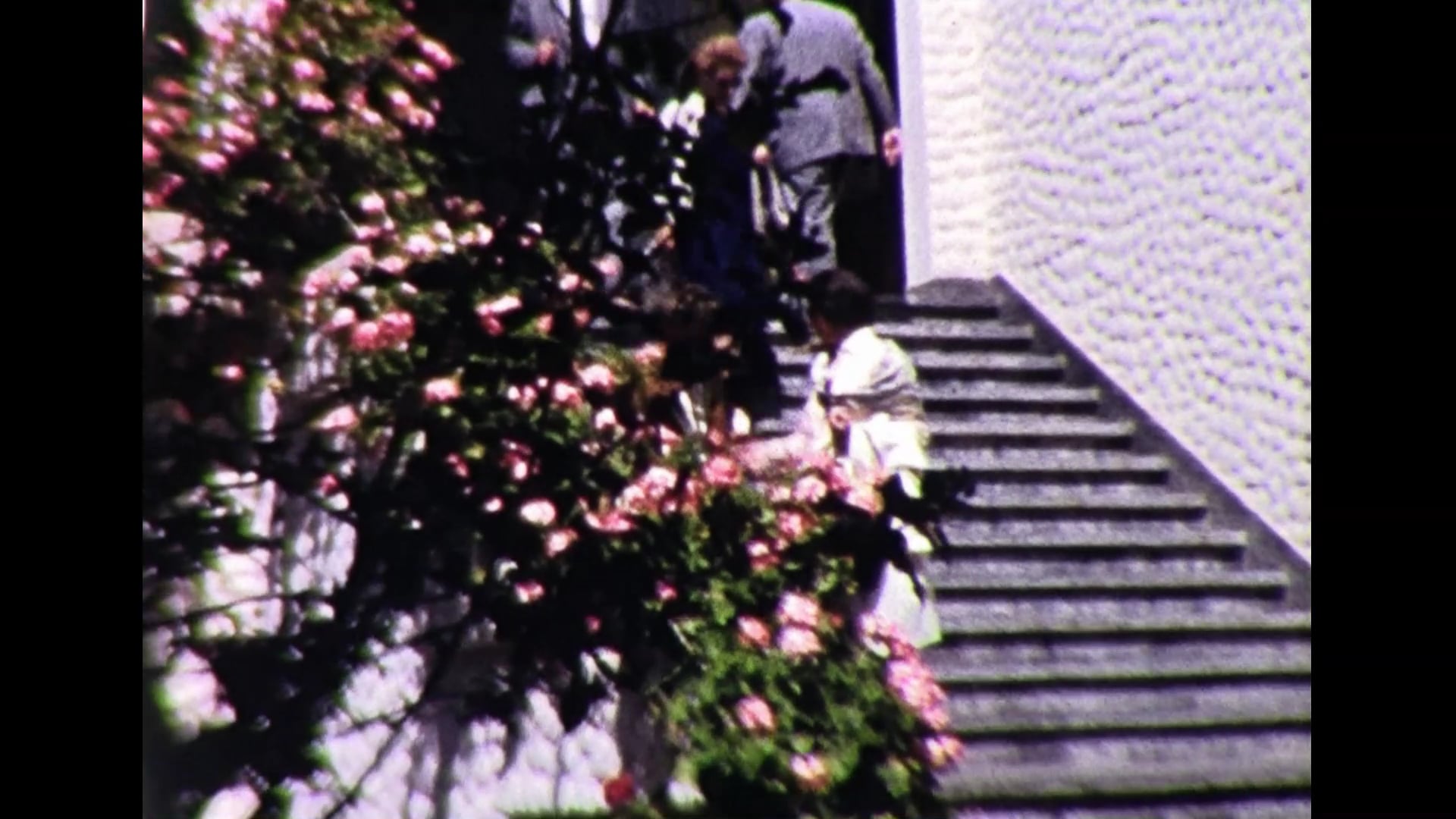 canaries 1961.movie on Vimeo
