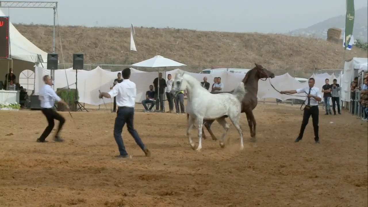 Stallion Presentation - Israel Arab Horse Society - National Show - 2018
