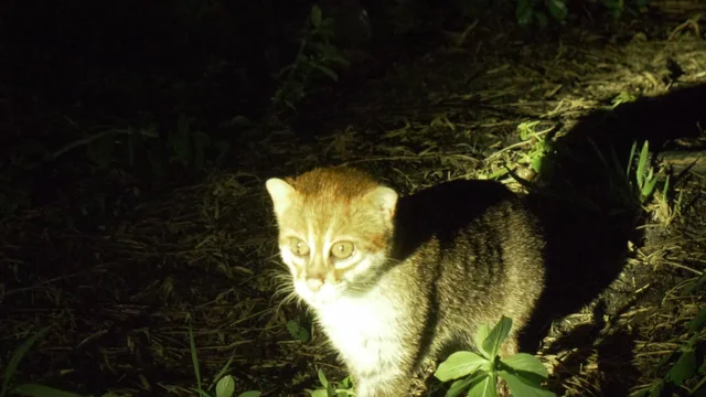 Prionailurus Planiceps