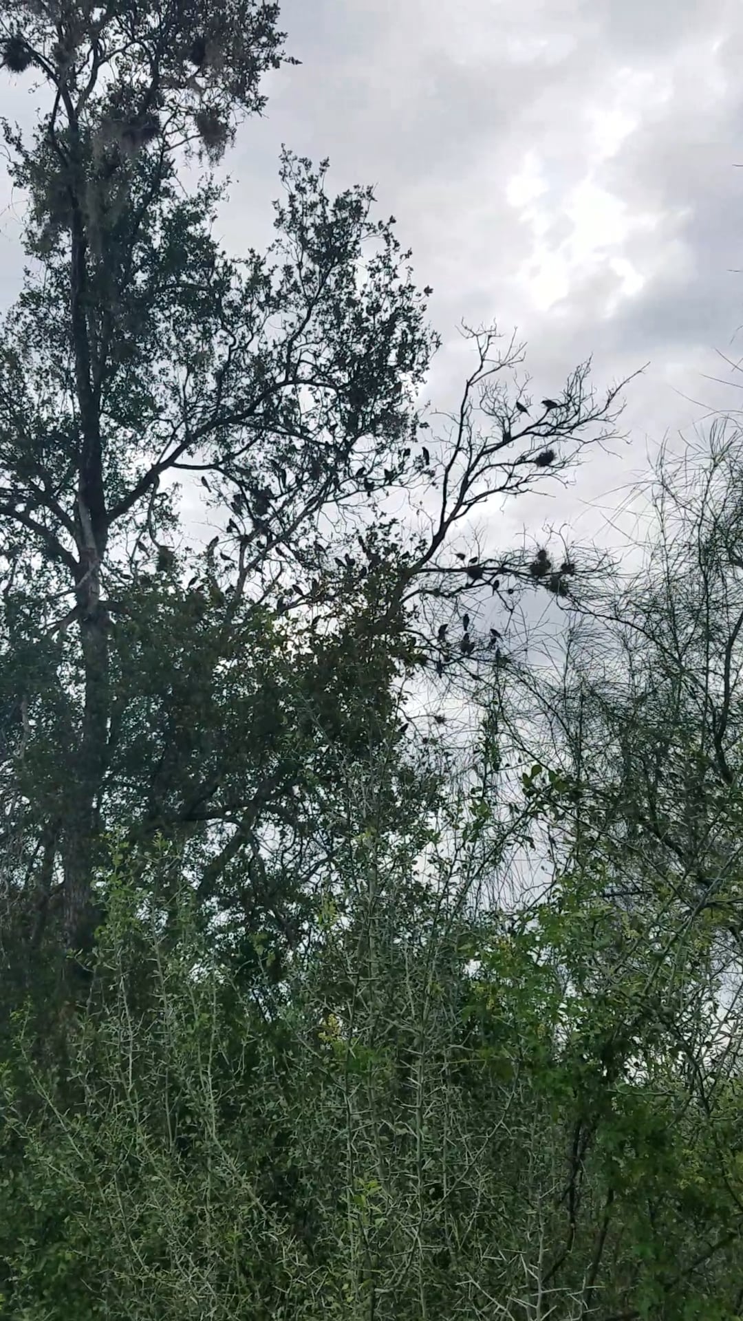 santa ana birds on Vimeo