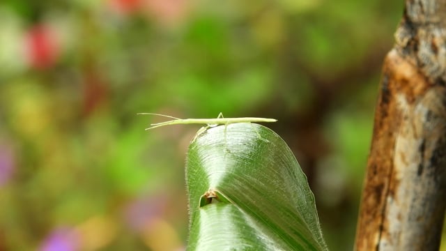 Naturaleza Insecto Palo Bicho - Free video on Pixabay - Pixabay