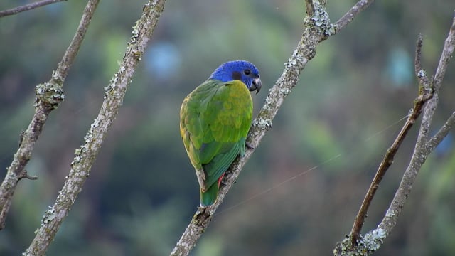 Nature Bird Green Parrot Free Stock Video - Pixabay