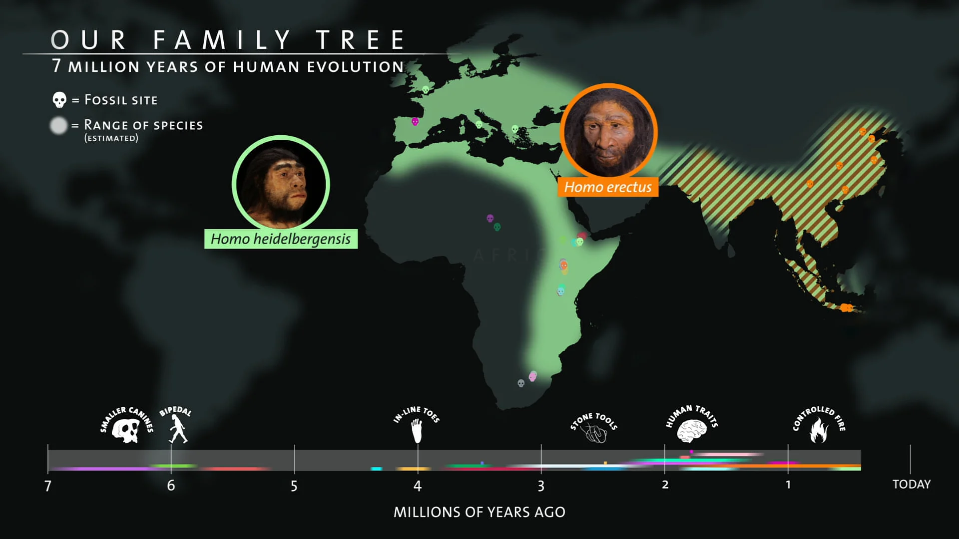 Human Evolution Tree