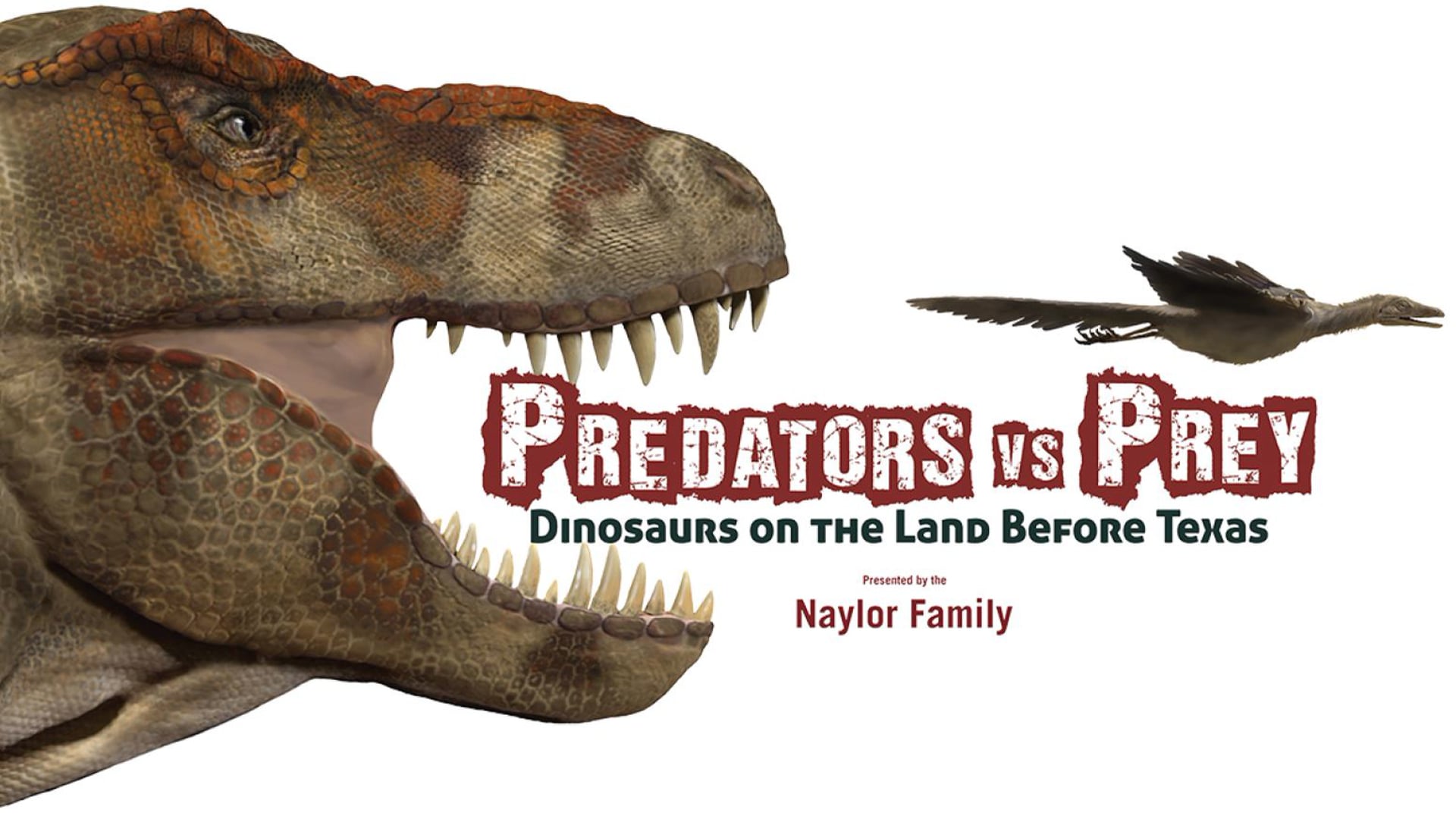 Showreels | The Dinosaur Company