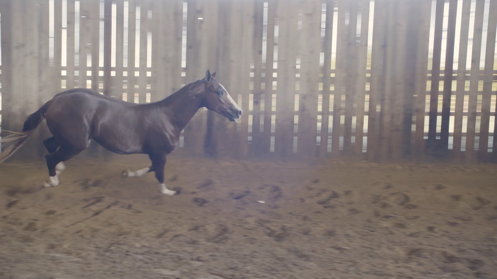 2017 dual Rey stud on Vimeo