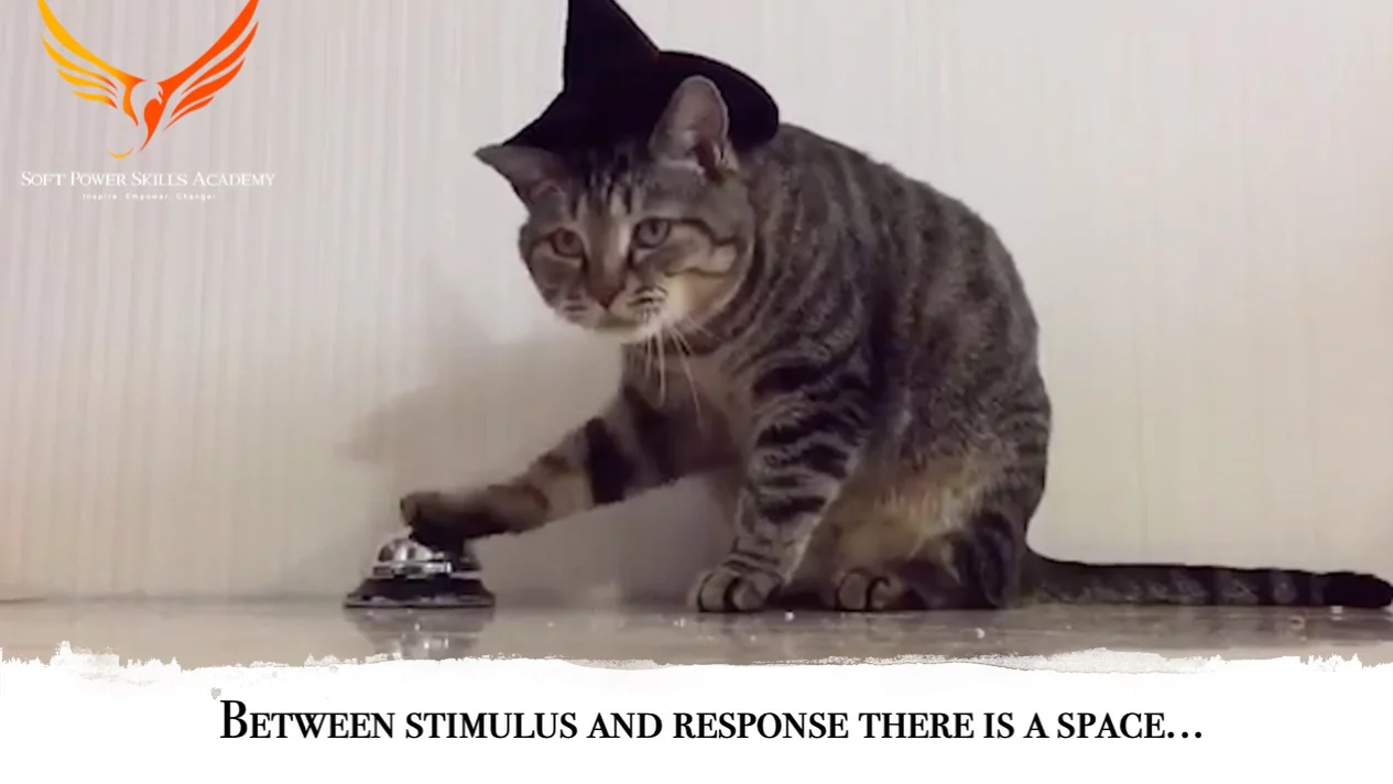 Space Between Stimulus & Response