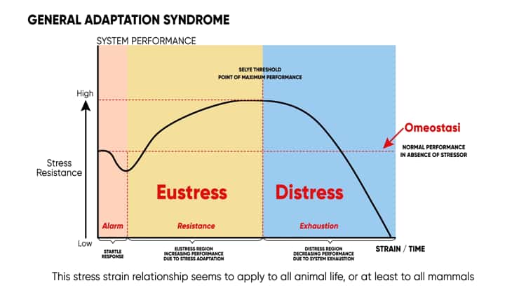 General Adaptation Syndrome Gas