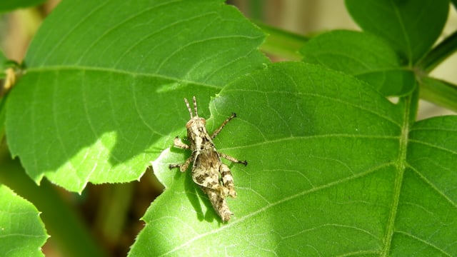 Inseto Grilo Jardim - Free video on Pixabay - Pixabay