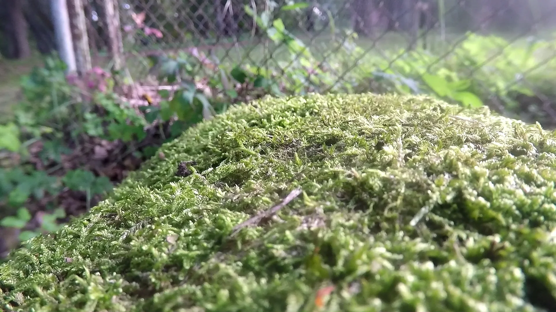 Gopro Focus Test on Vimeo