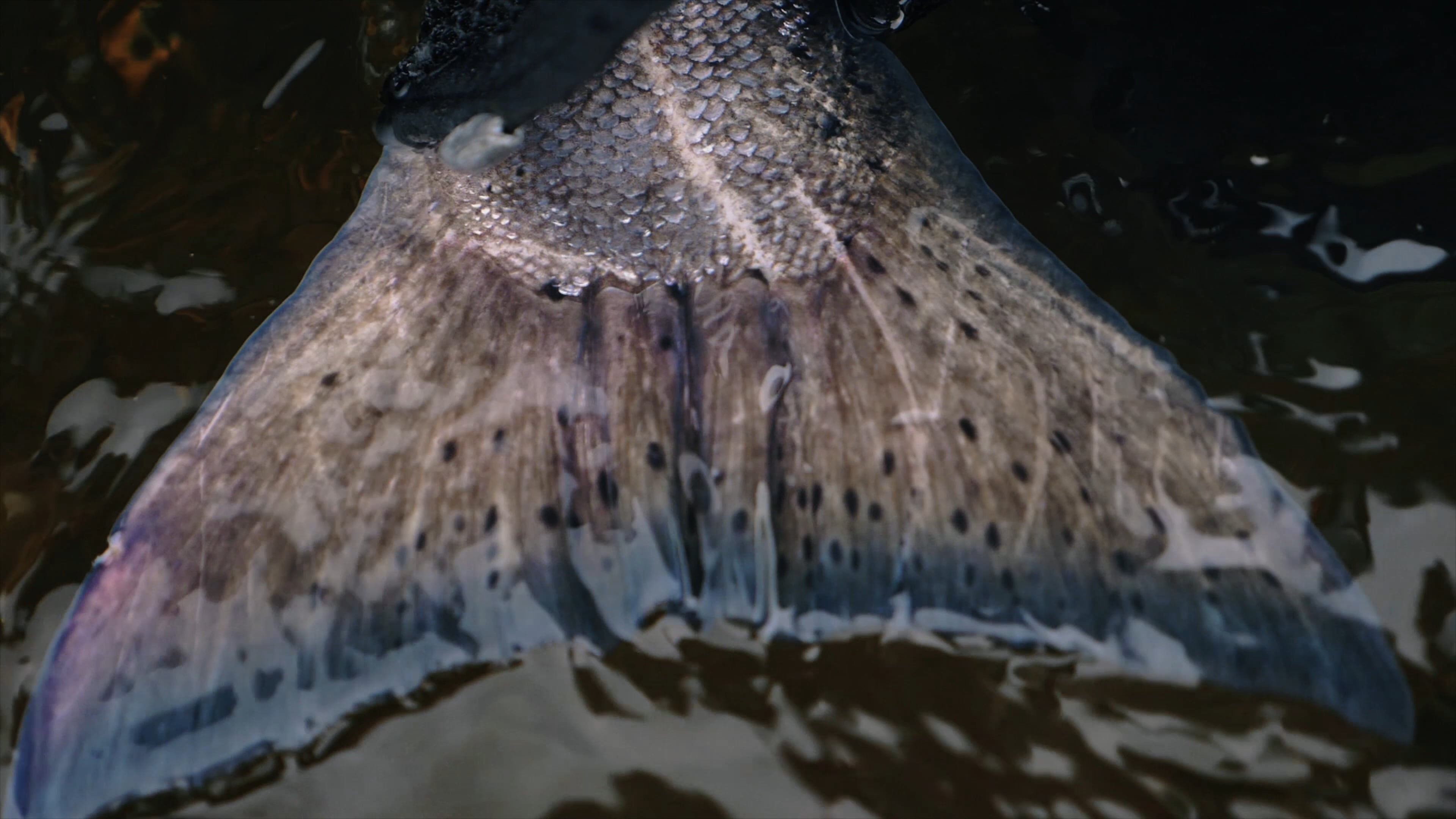 Showing Some Tail on Vimeo