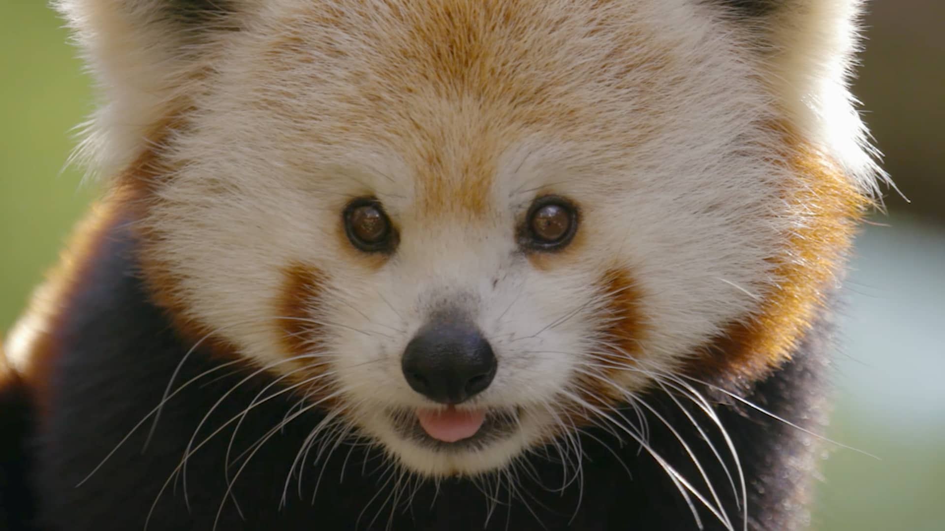 Red Pandas vs Giant Pandas on Vimeo