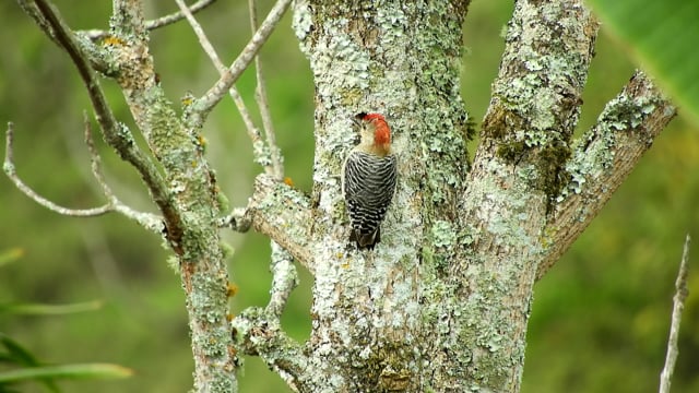 Más de 100 vídeos en HD y 4K gratis de Carpintero y Naturaleza - Pixabay