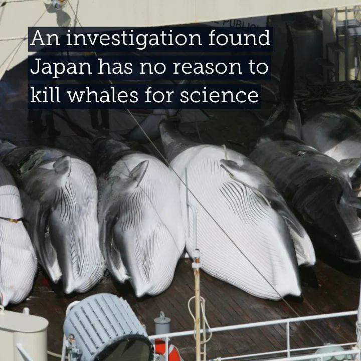 Whaling Legal Fund Video on Vimeo