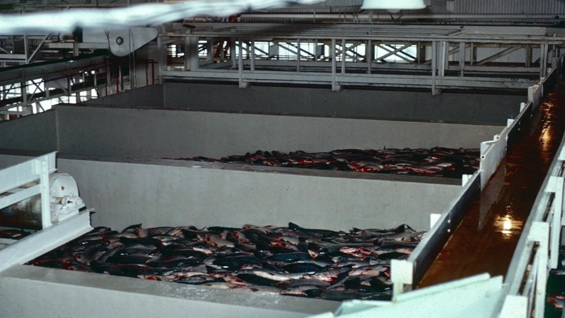 Cannery Work; See Stories Student Production on Vimeo