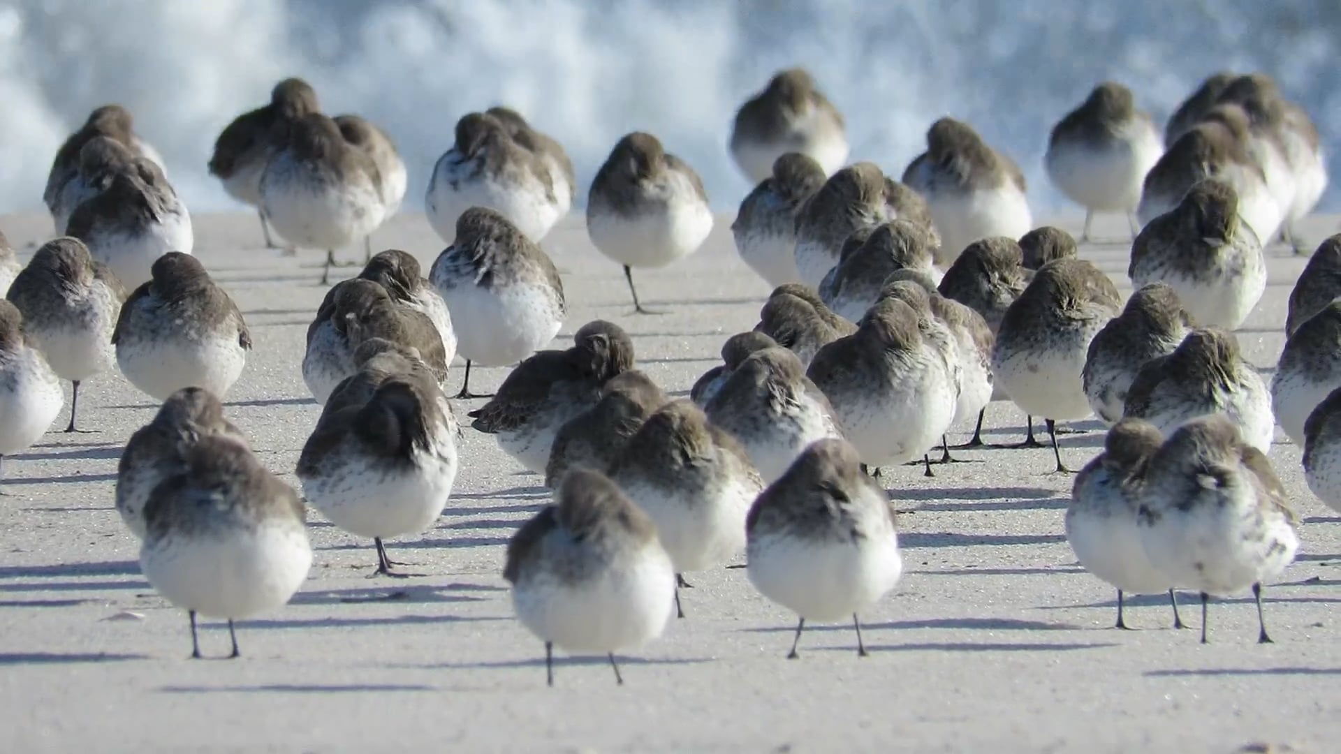 Dunlin murmuration 11/14 on Vimeo