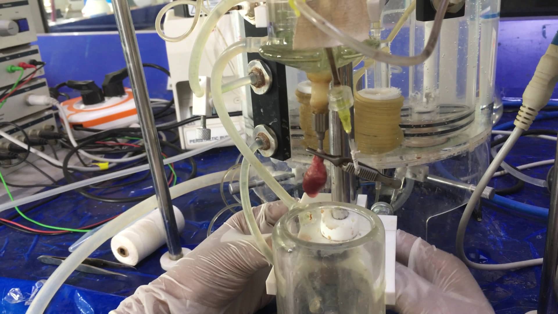 Langendorff isolated rat heart perfusion - Vascular Biology Lab ...