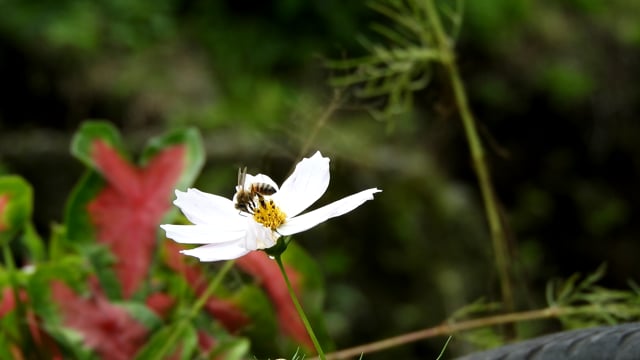 500+ Free Bees & Insect Videos, HD & 4K Clips - Pixabay