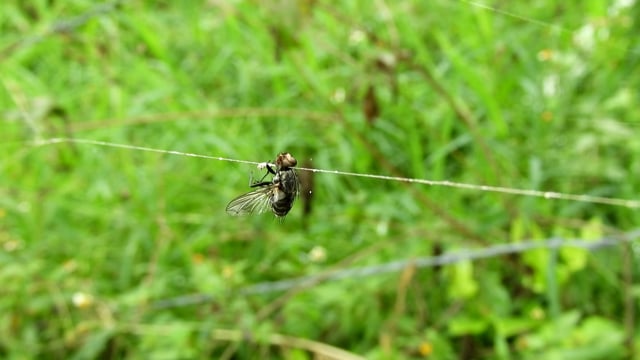 Macro Insect Fly Trapped - Free video on Pixabay