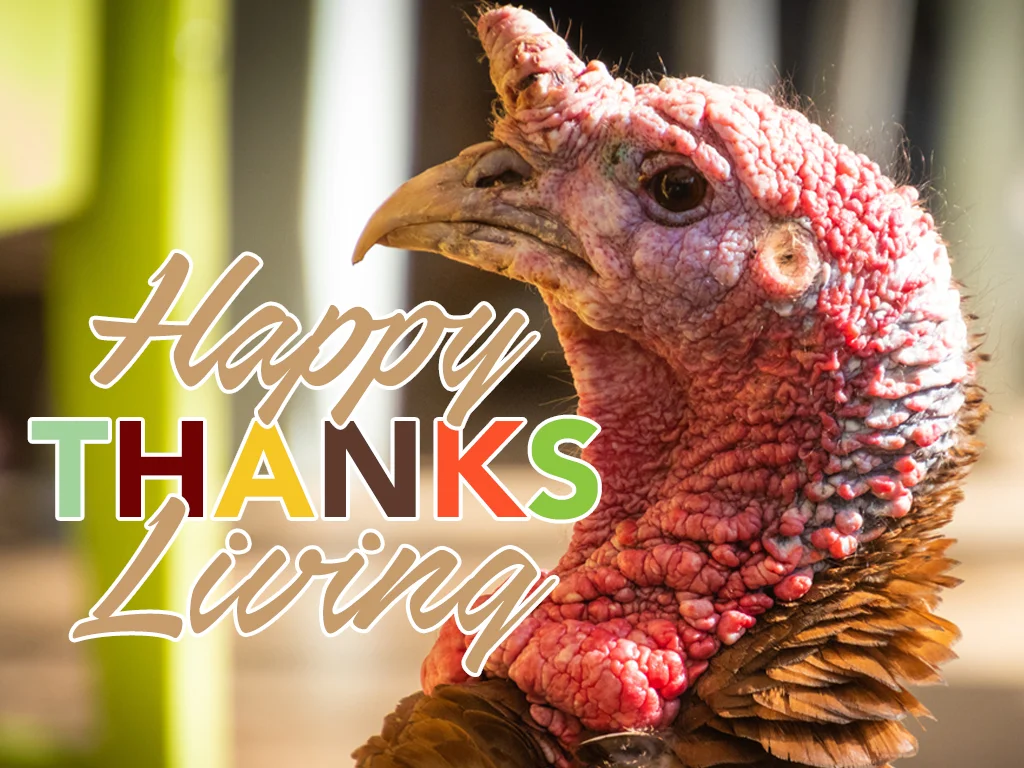 Happy Thanks-Living! on Vimeo