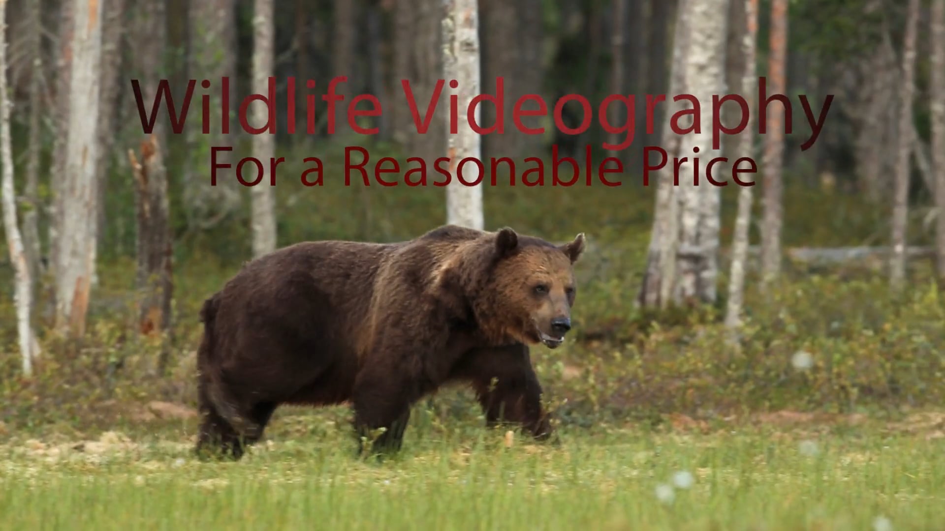 Wildlife Videography 2 on Vimeo