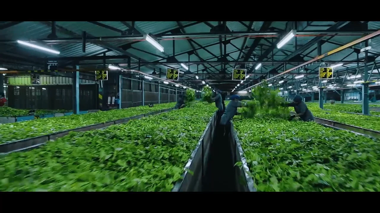 Ceciliyan Tea Estates - Corporate Profile on Vimeo