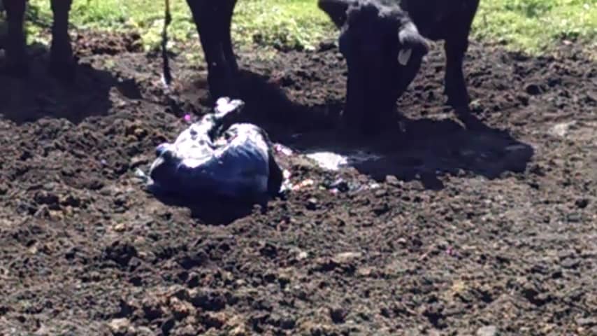 Cow: Stage 2 Labor on Vimeo