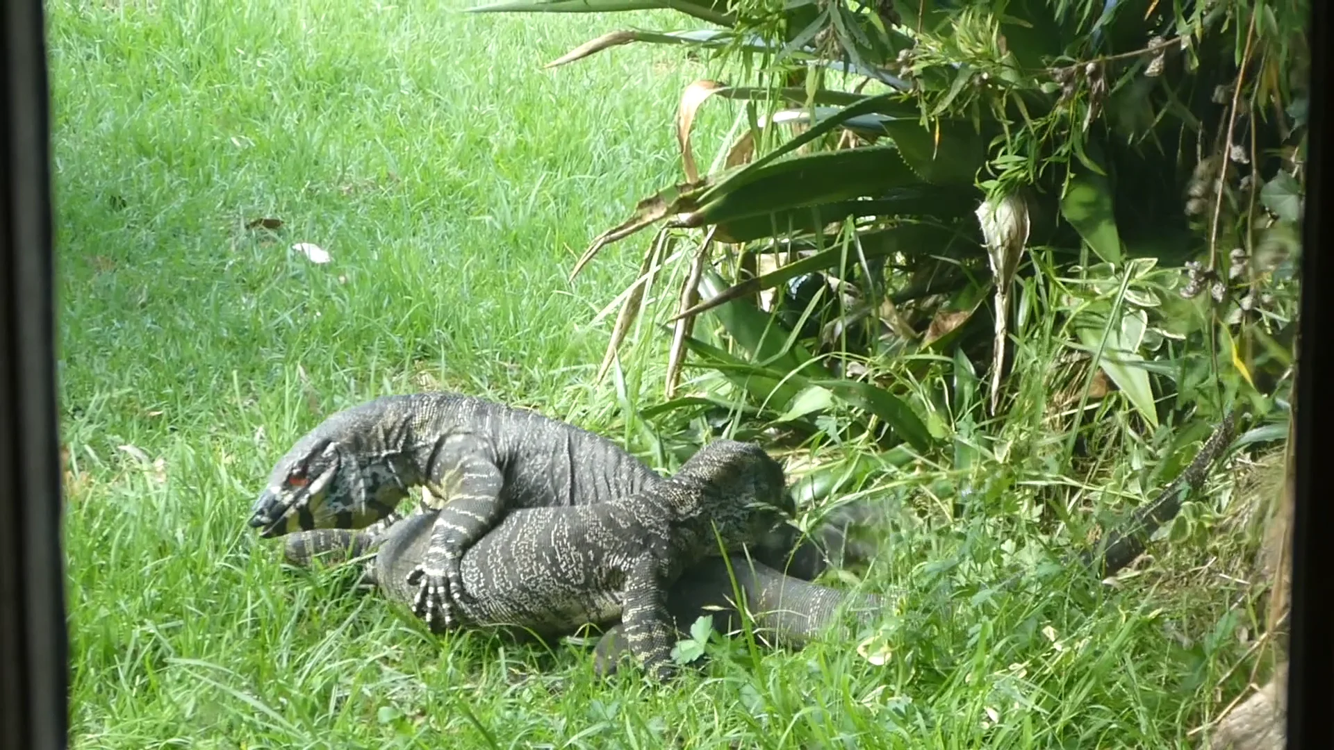 Goanna Rock on Vimeo