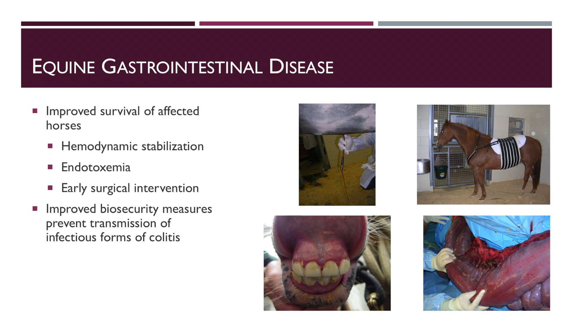 Gluck 11-2018-Equine Microbiome on Vimeo