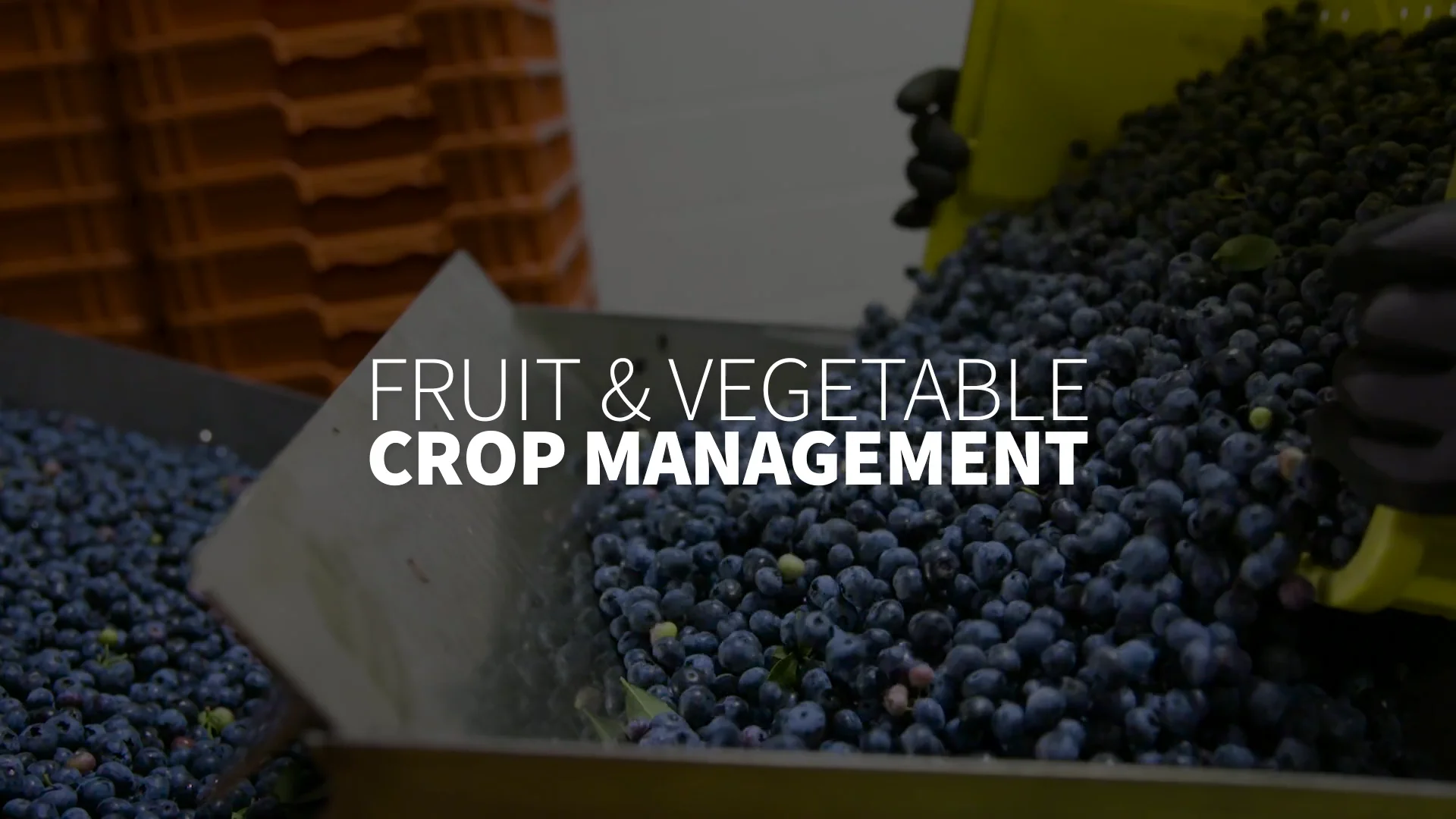 Fruit & Vegetable - MSU IAT at Muskegon CC on Vimeo