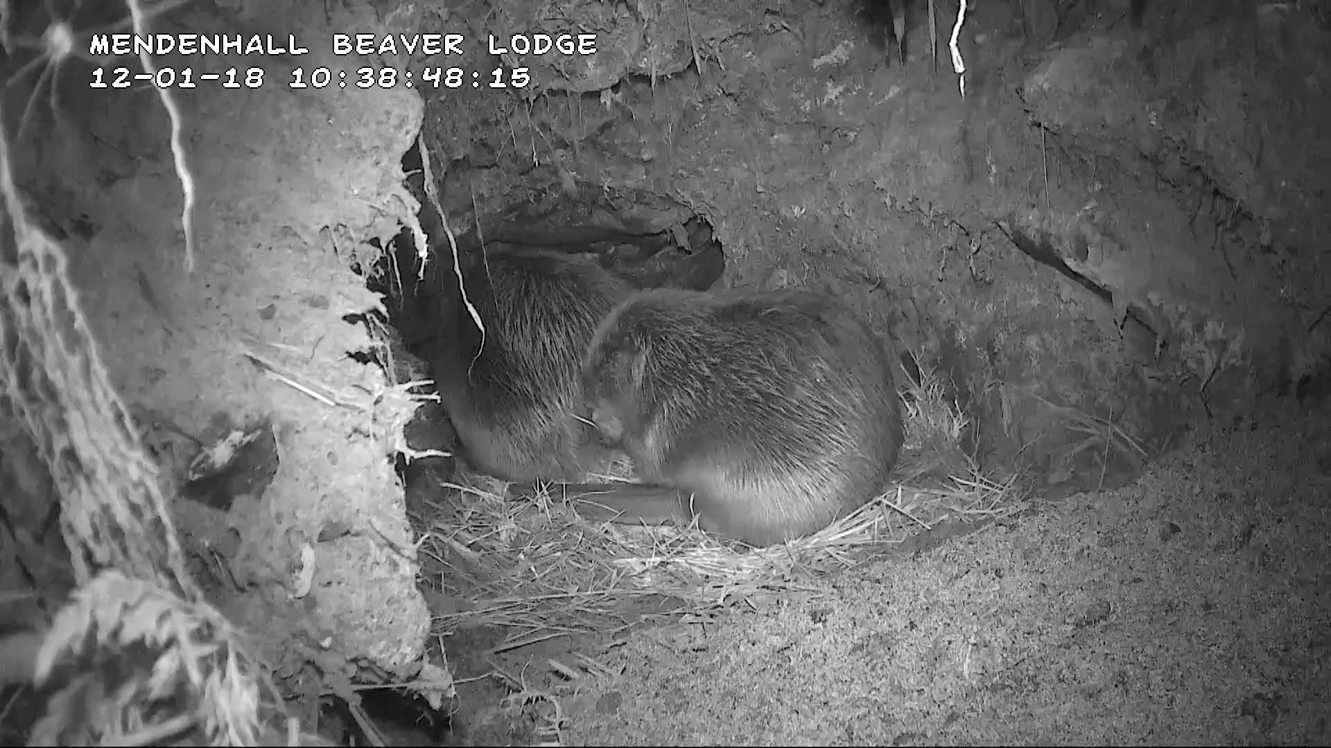 Beaver Preening in the lodge from USFS Mendenhall Beaver Cam on Vimeo