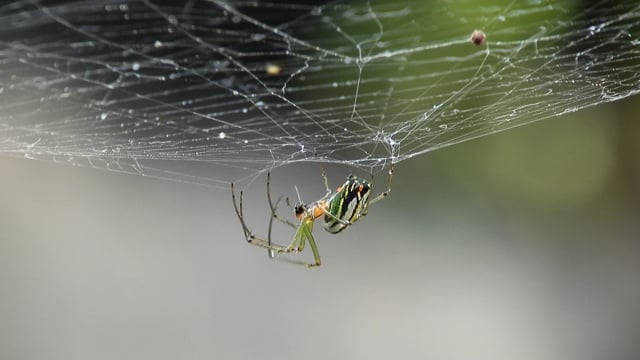 Spider Web Videos: Download 235+ Free 4K & HD Stock Footage Clips - Pixabay