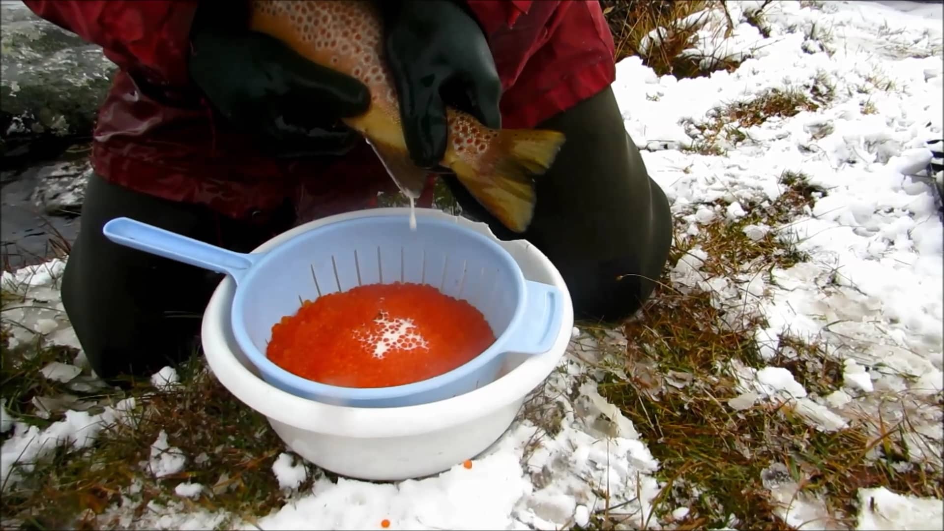 Stryking av fisk, Vestre Slidre statsallmenning on Vimeo