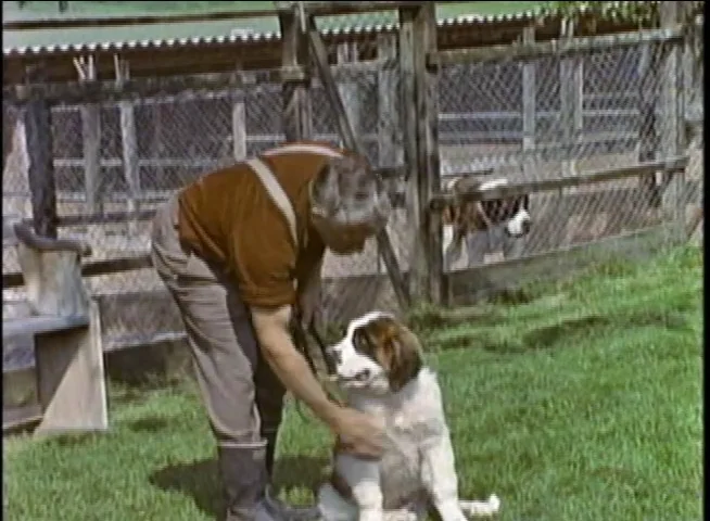 Swiss Rescue Dogs on Vimeo