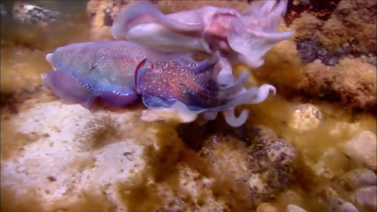 Cuttlefish Males Fool Rivals by Imitating Opposite Sex on Vimeo