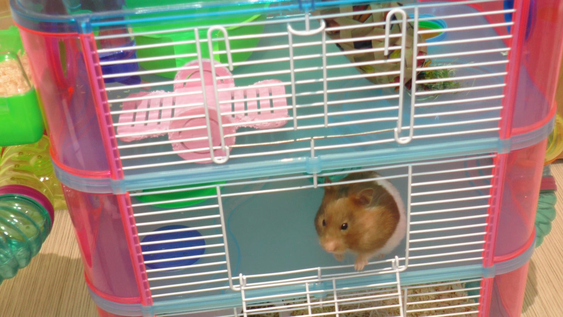 Hamster Hotel - Hidden Worlds on Vimeo